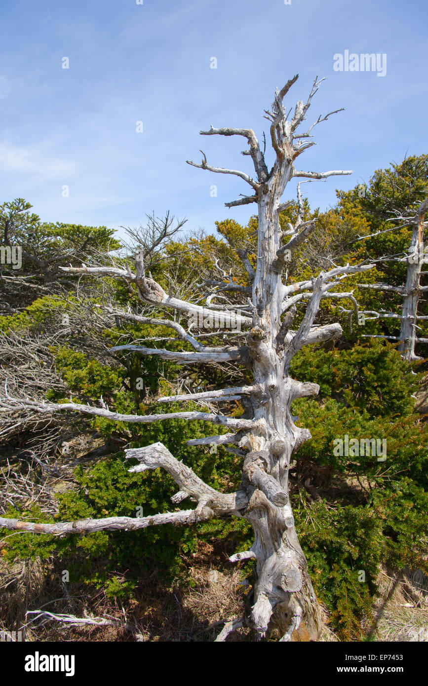 Halla trees hi-res stock photography and images - Alamy