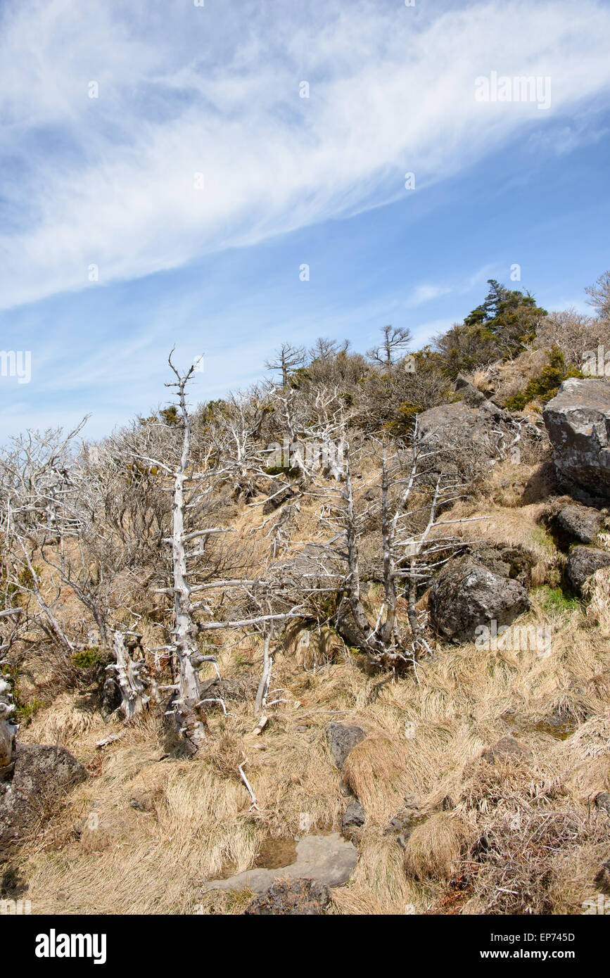 Halla trees hi-res stock photography and images - Alamy