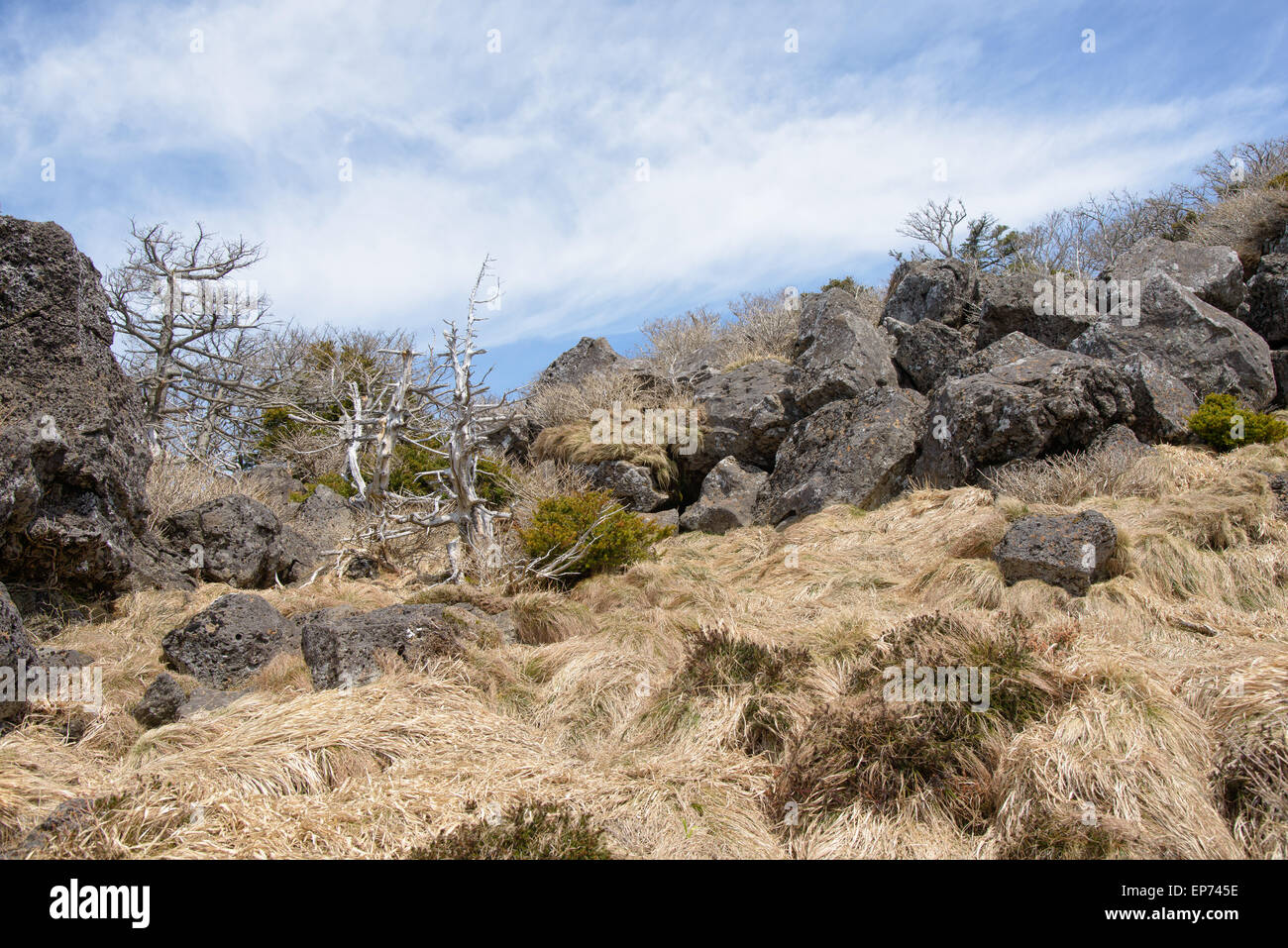 Halla trees hi-res stock photography and images - Alamy