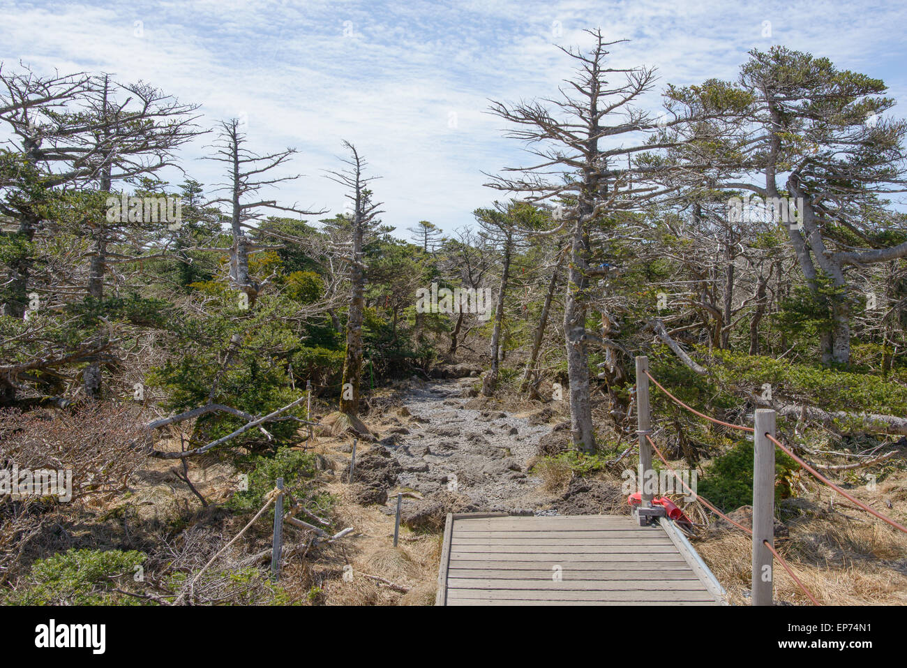 Halla trees hi-res stock photography and images - Alamy