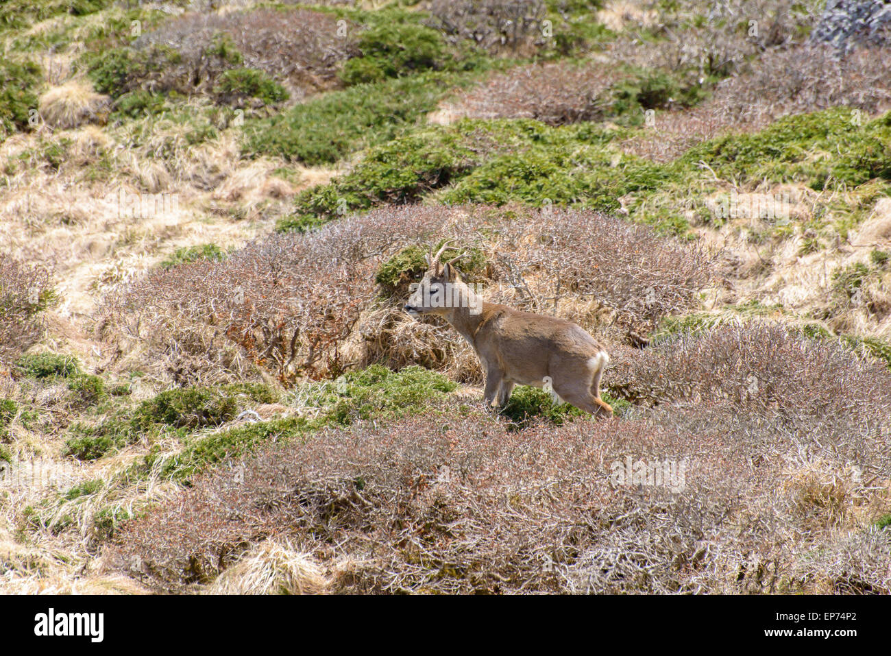 Roe deer in a bush in Yeongsil plateau. Yeongsil is a trail course of ...
