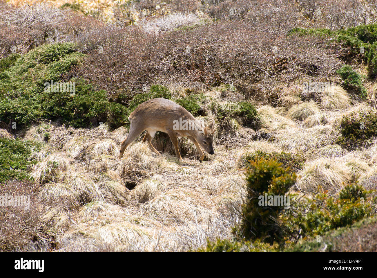 Roe deer in a bush in Yeongsil plateau. Yeongsil is a trail course of ...