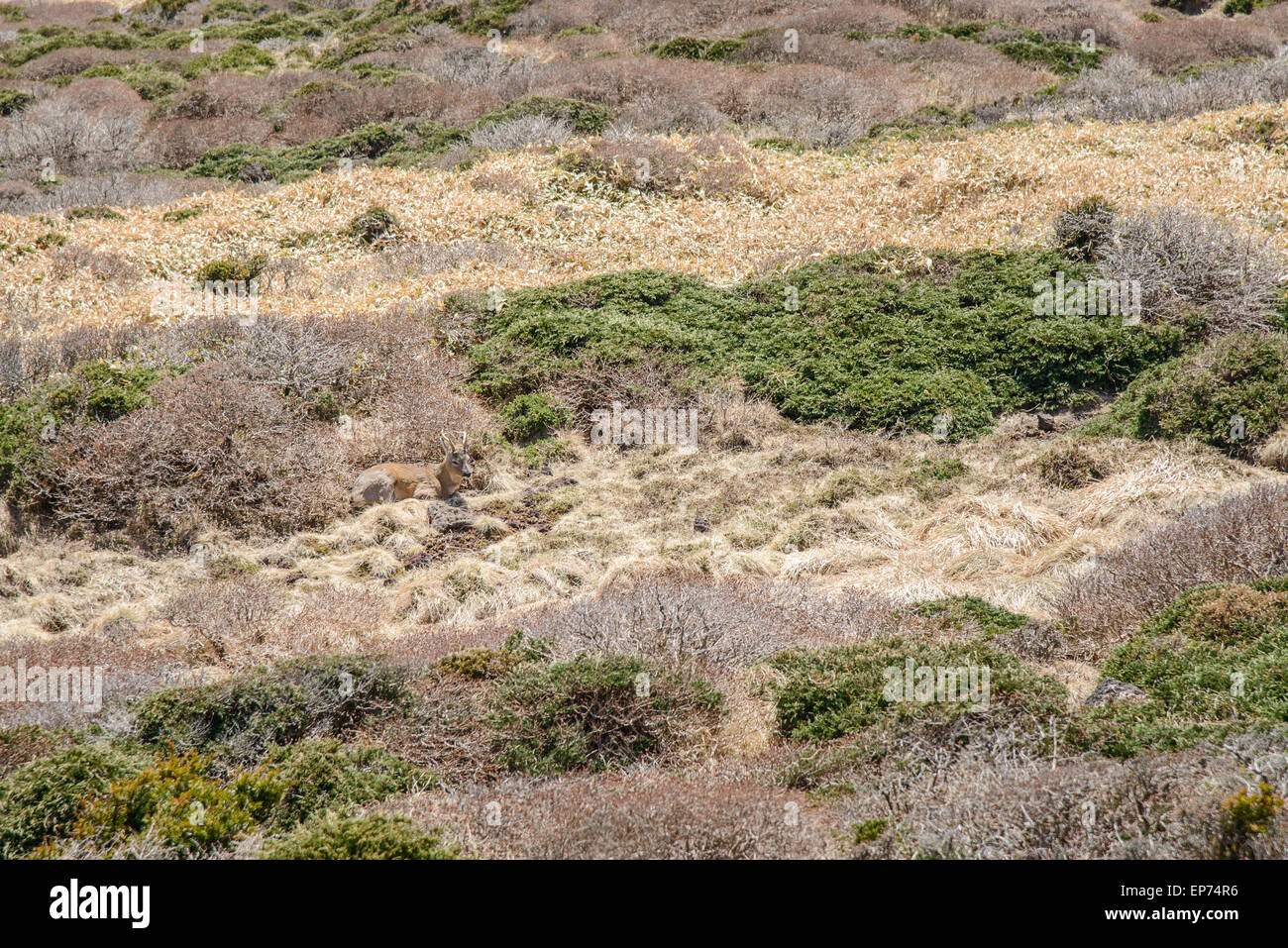wild Roe Deer rest in a bush at Witse-Oreum near the Yeongsil trail in ...