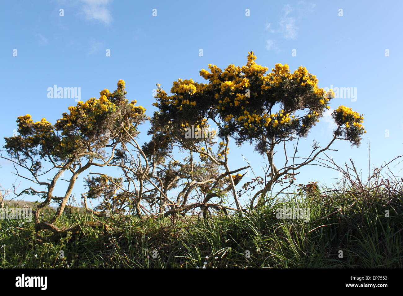 gorse bush flowering with yellow flowers on hedge silhouetted against ...