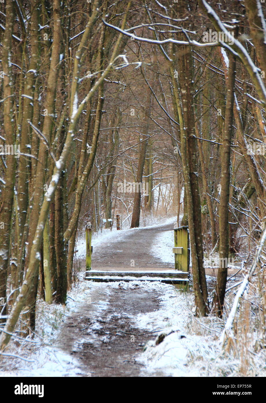 Snowy muddy forest path in cold winter Stock Photo - Alamy