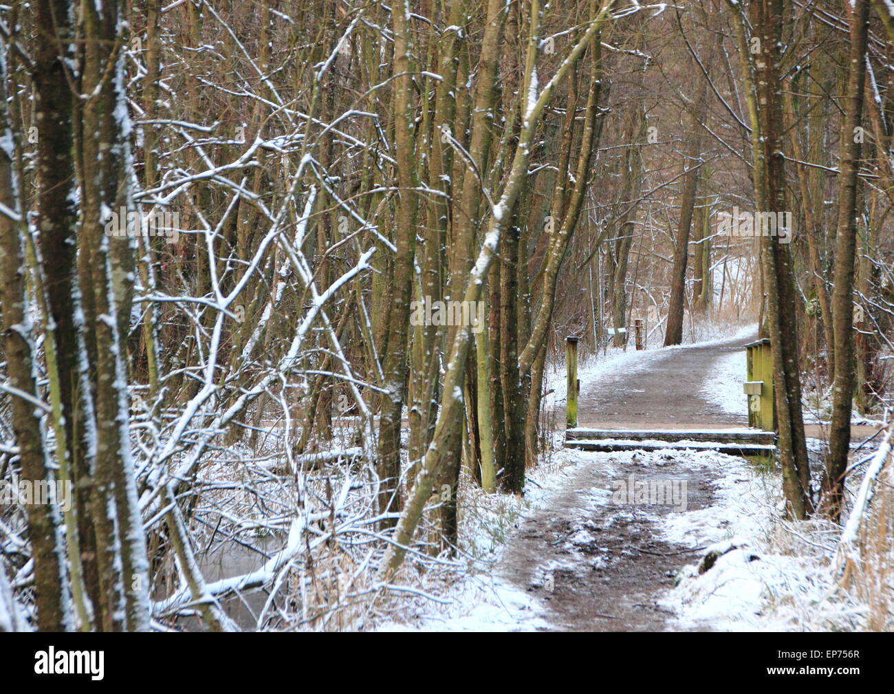Winter forest trail with trees and snow Stock Photo - Alamy