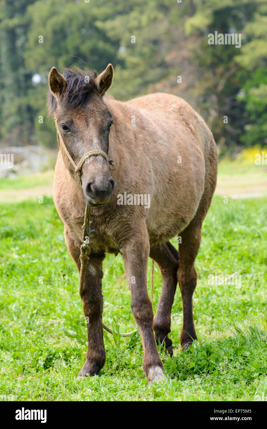 Jeju Island Korea Horse High Resolution Stock Photography and Images ...