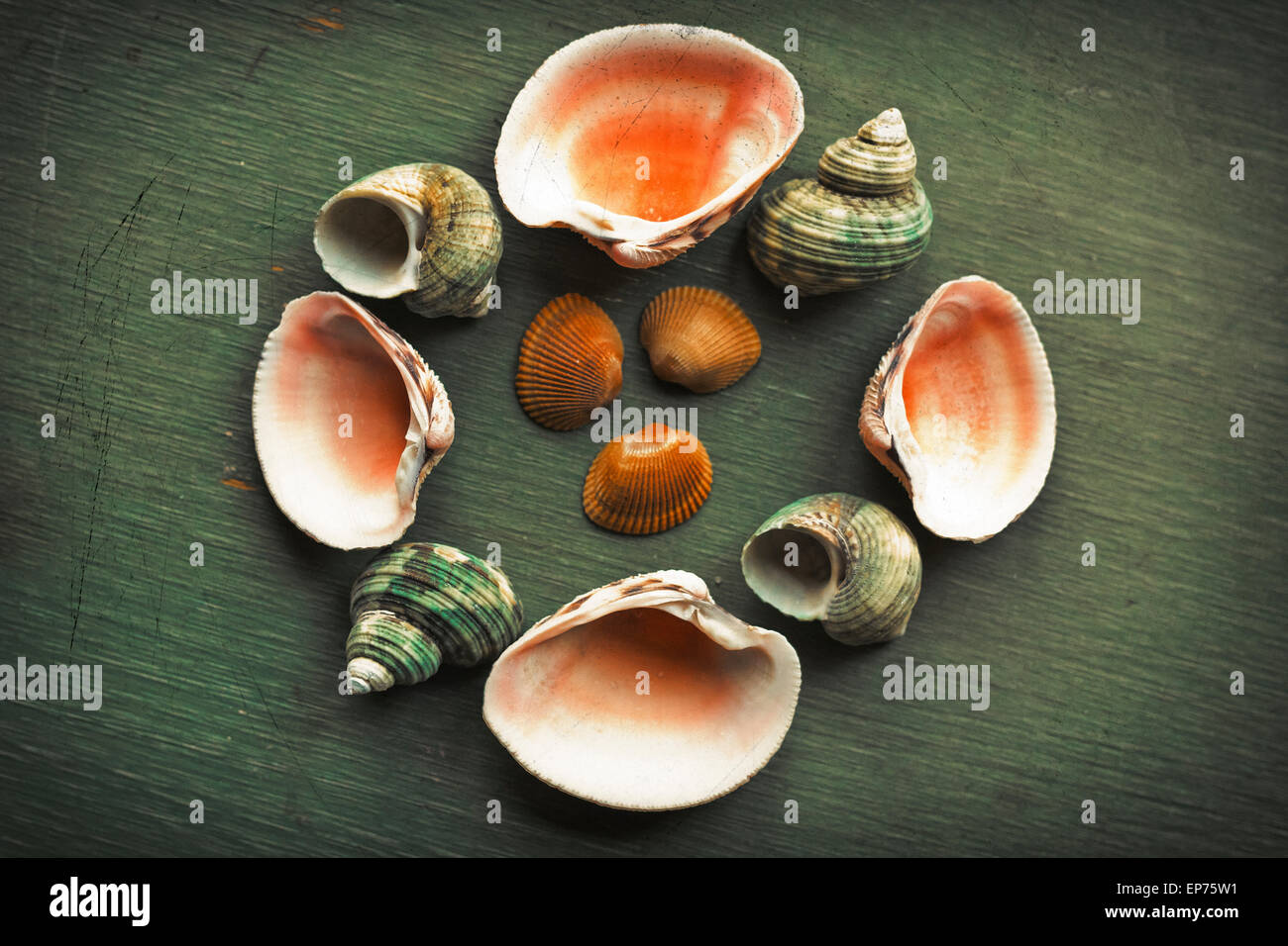 Several unique seashells on a grungy wood background Stock Photo - Alamy
