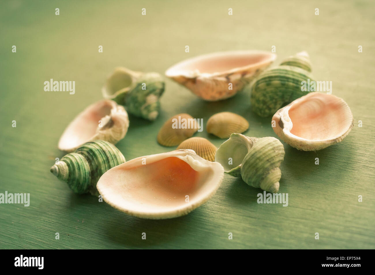 Several unique seashells on a grungy wood background Stock Photo - Alamy