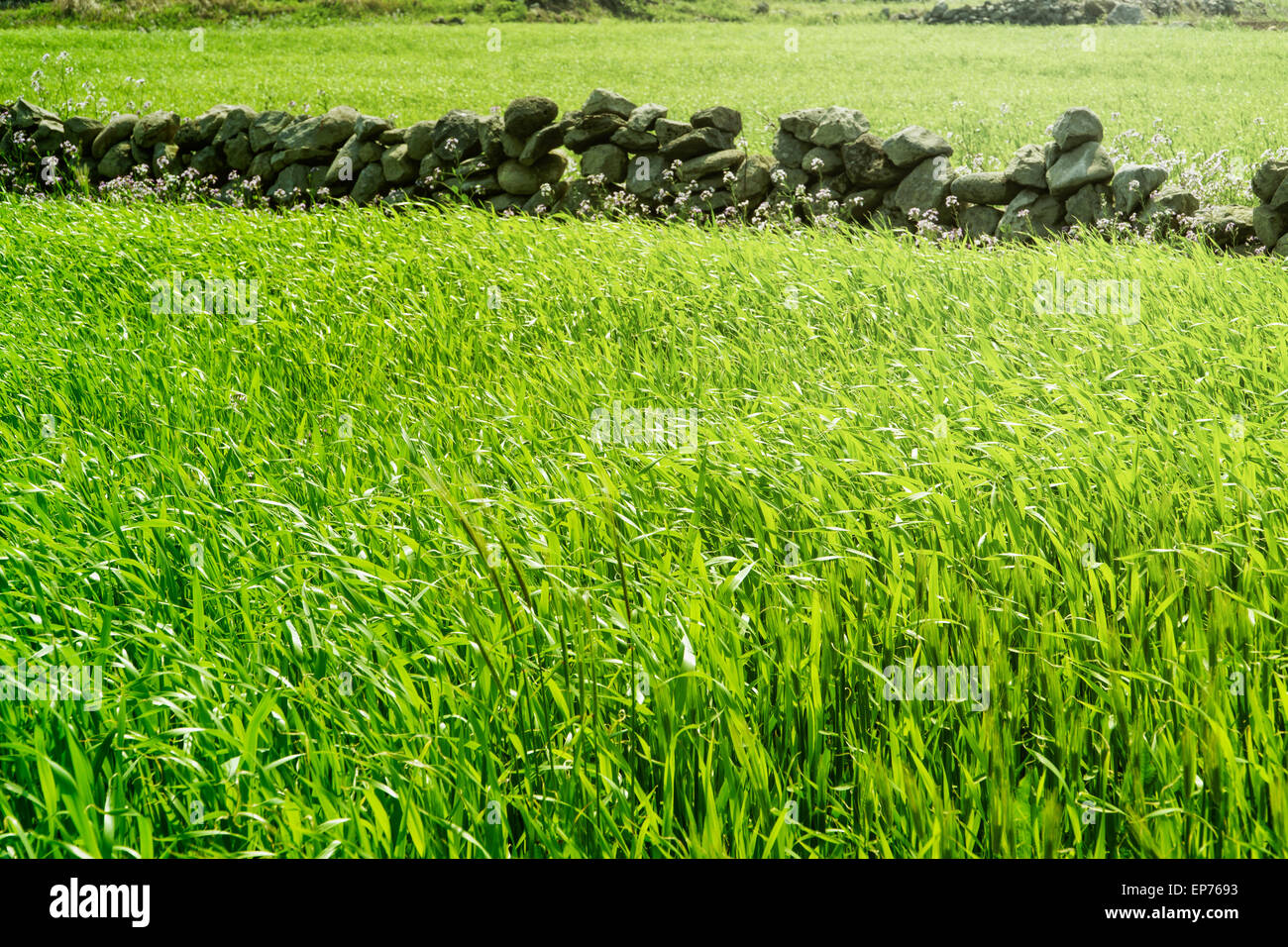 close-up of green barley field with basaltic stonewall in Gapado island ...