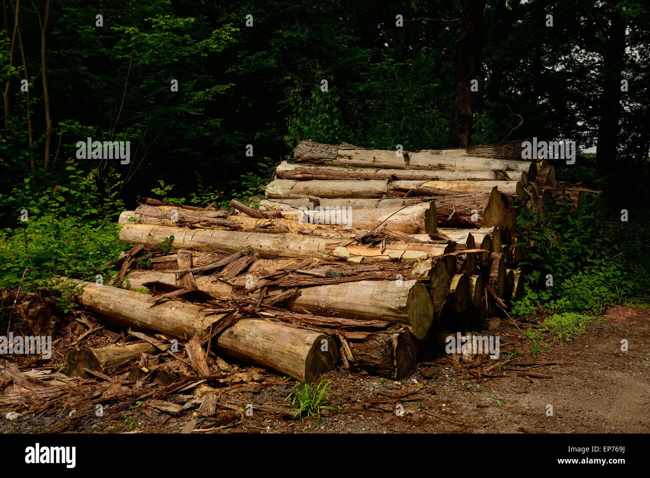 Pile of timber in woodland Stock Photo - Alamy
