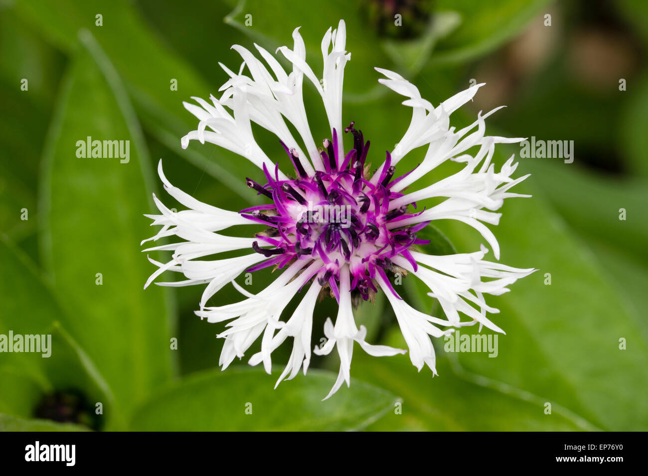 Centaurea montana purple hi-res stock photography and images - Alamy