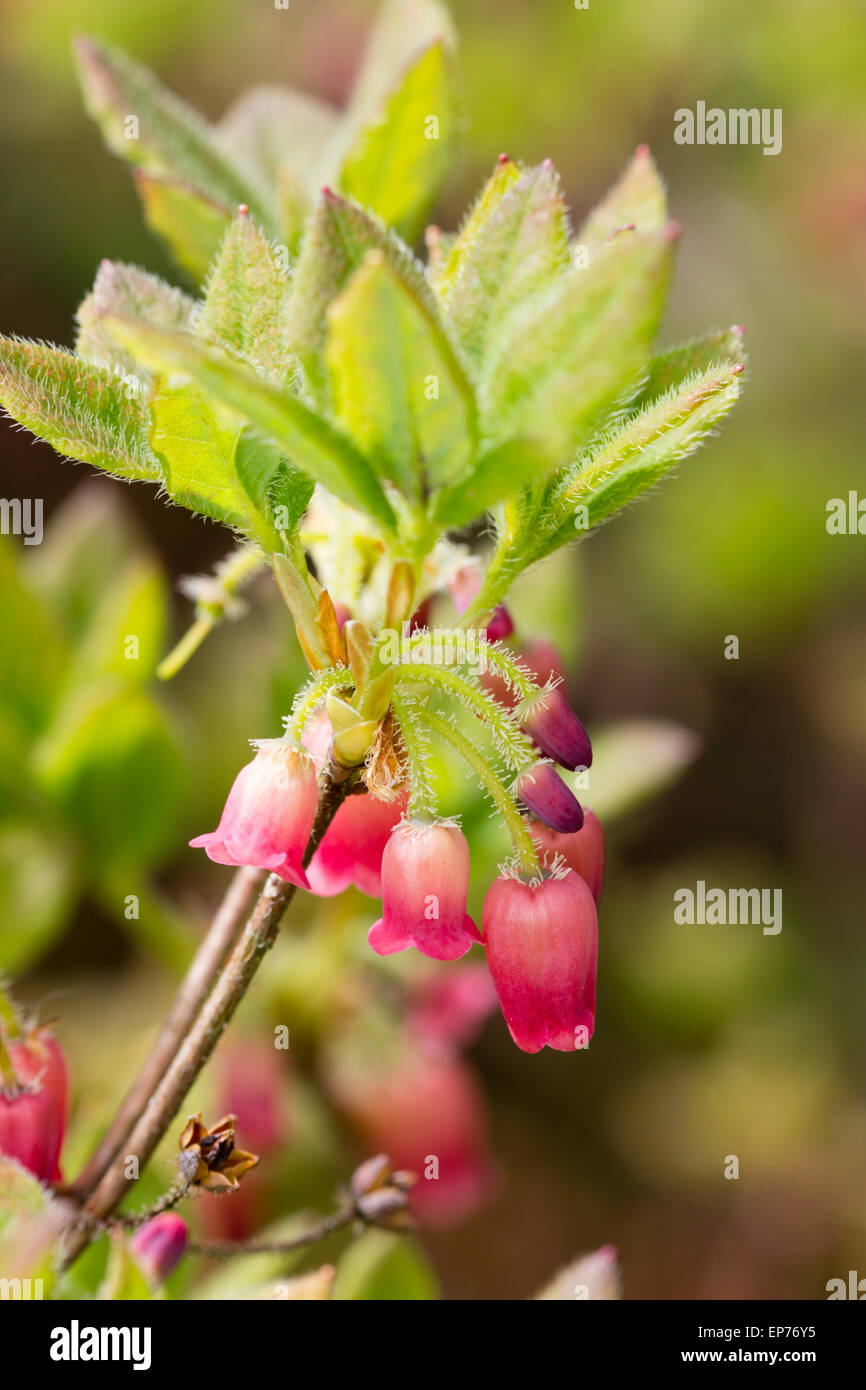 Menziesia hi-res stock photography and images - Alamy