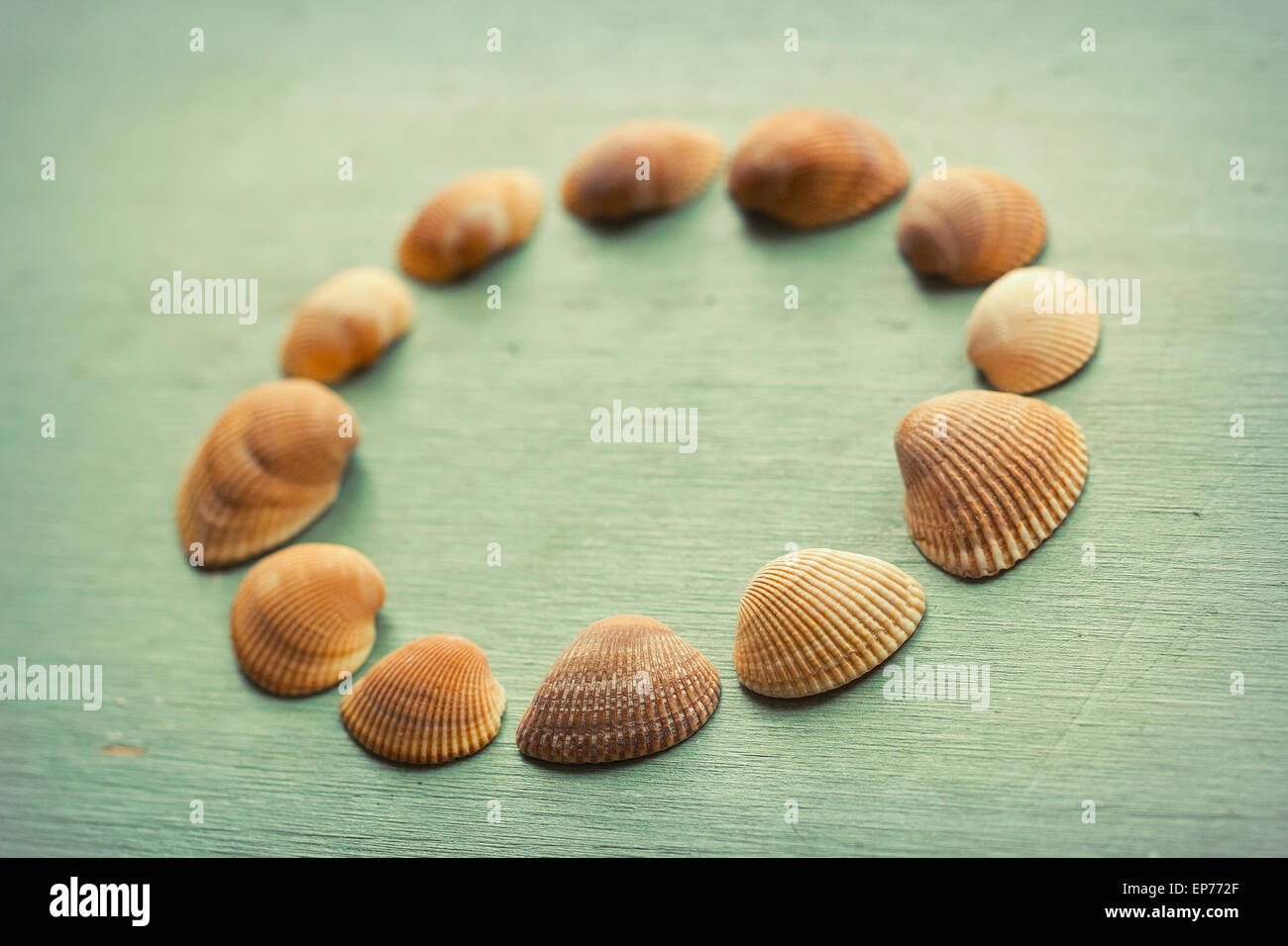 Several unique seashells on a grungy wood background Stock Photo - Alamy