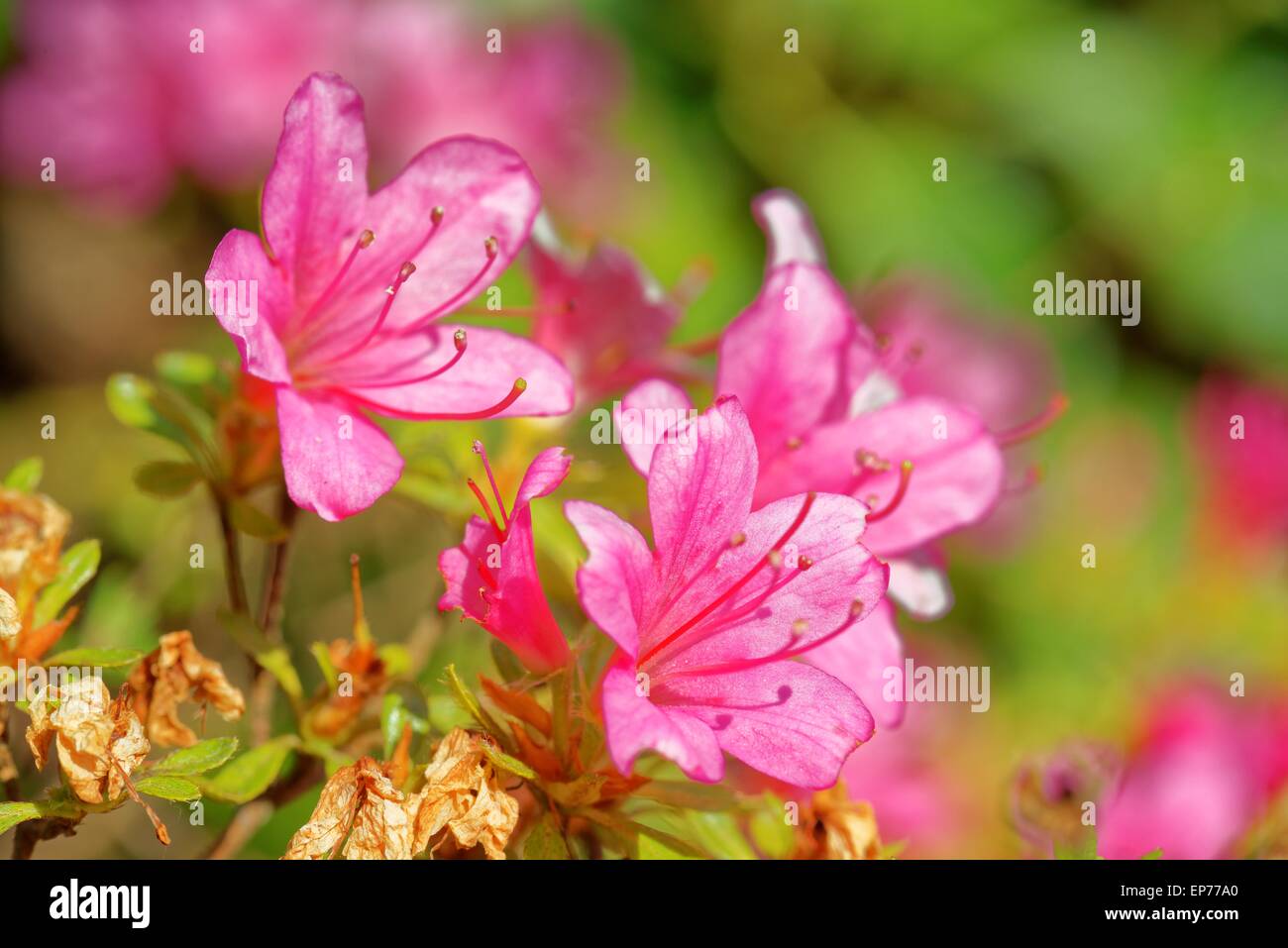 Azalea bush hi-res stock photography and images - Alamy