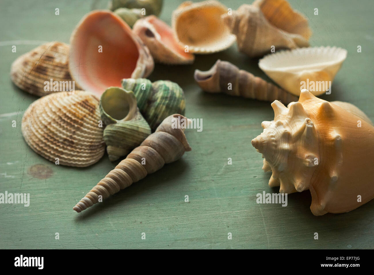 Water worn shells hi-res stock photography and images - Alamy