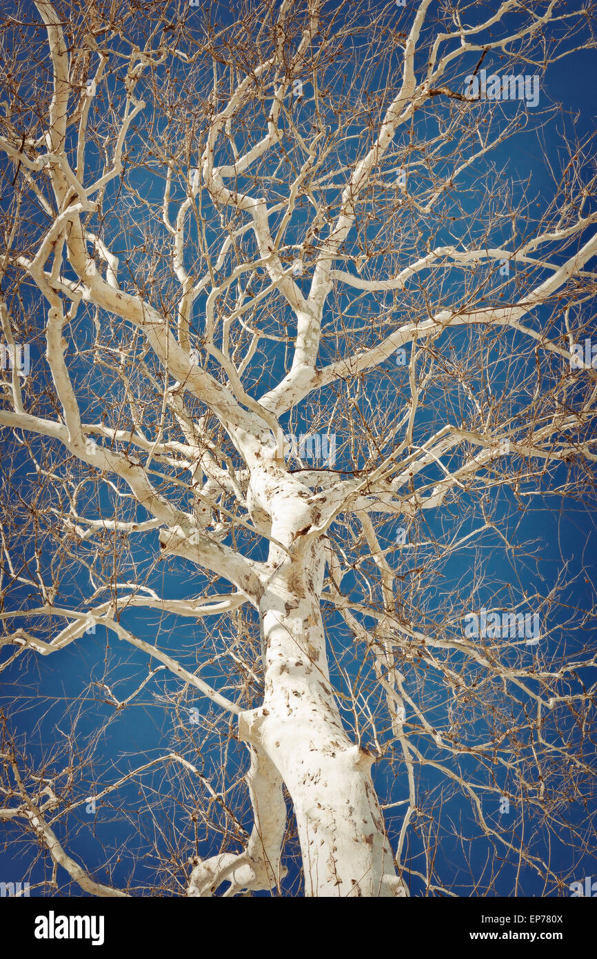Sycamore tree in winter hi-res stock photography and images - Alamy