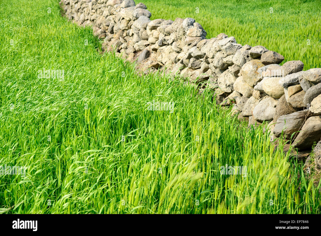 Barley stone background hi-res stock photography and images - Alamy