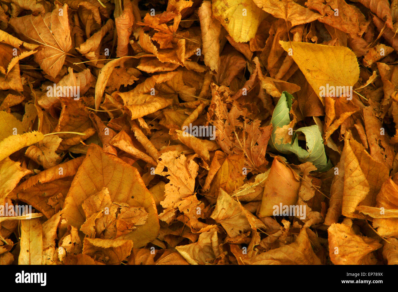 Leaves that are dying hi-res stock photography and images - Alamy