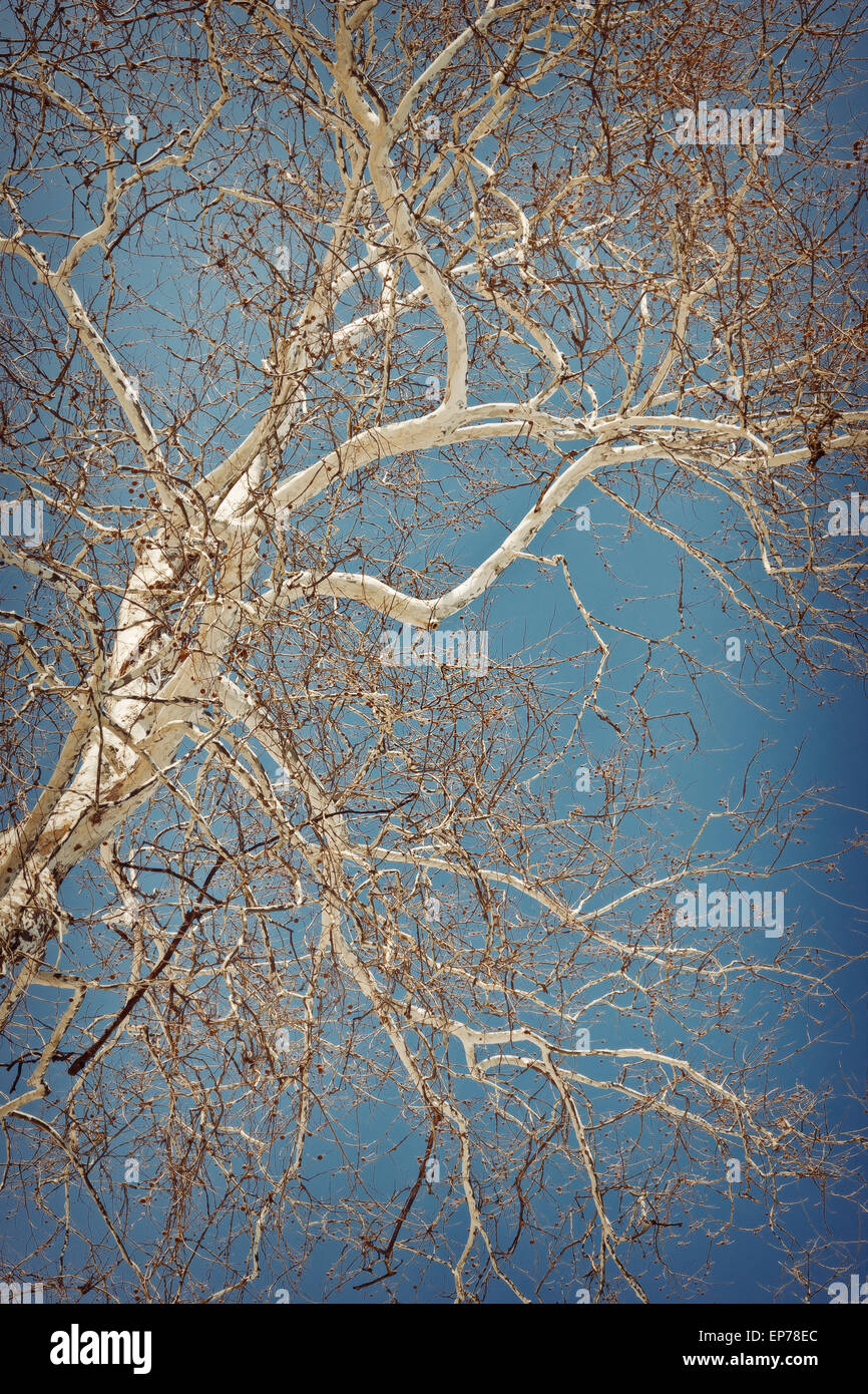 Amazing American sycamore tree against a blue sky in this winter nature ...