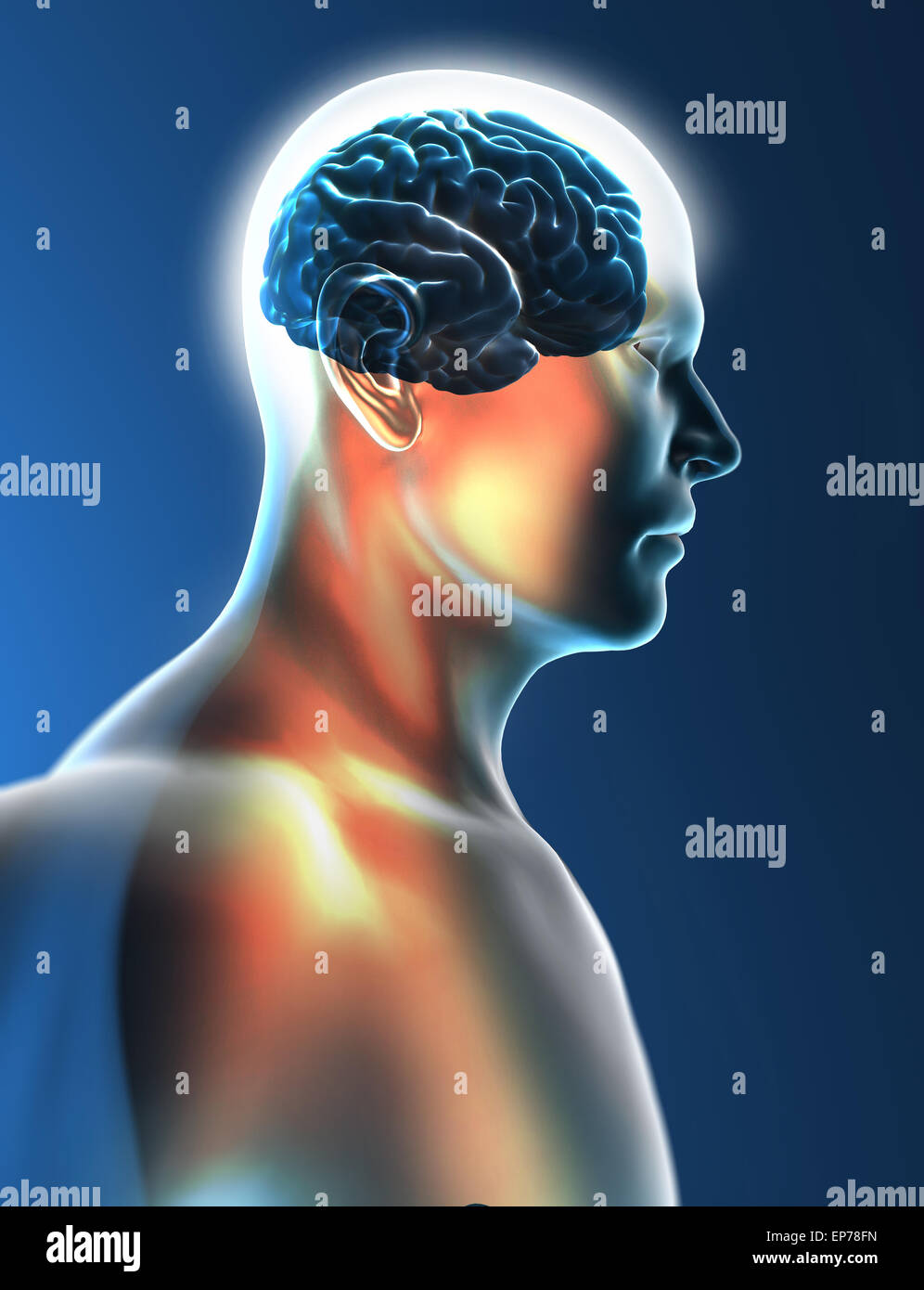 Brain neurons synapse head profile on blue background Stock Photo - Alamy