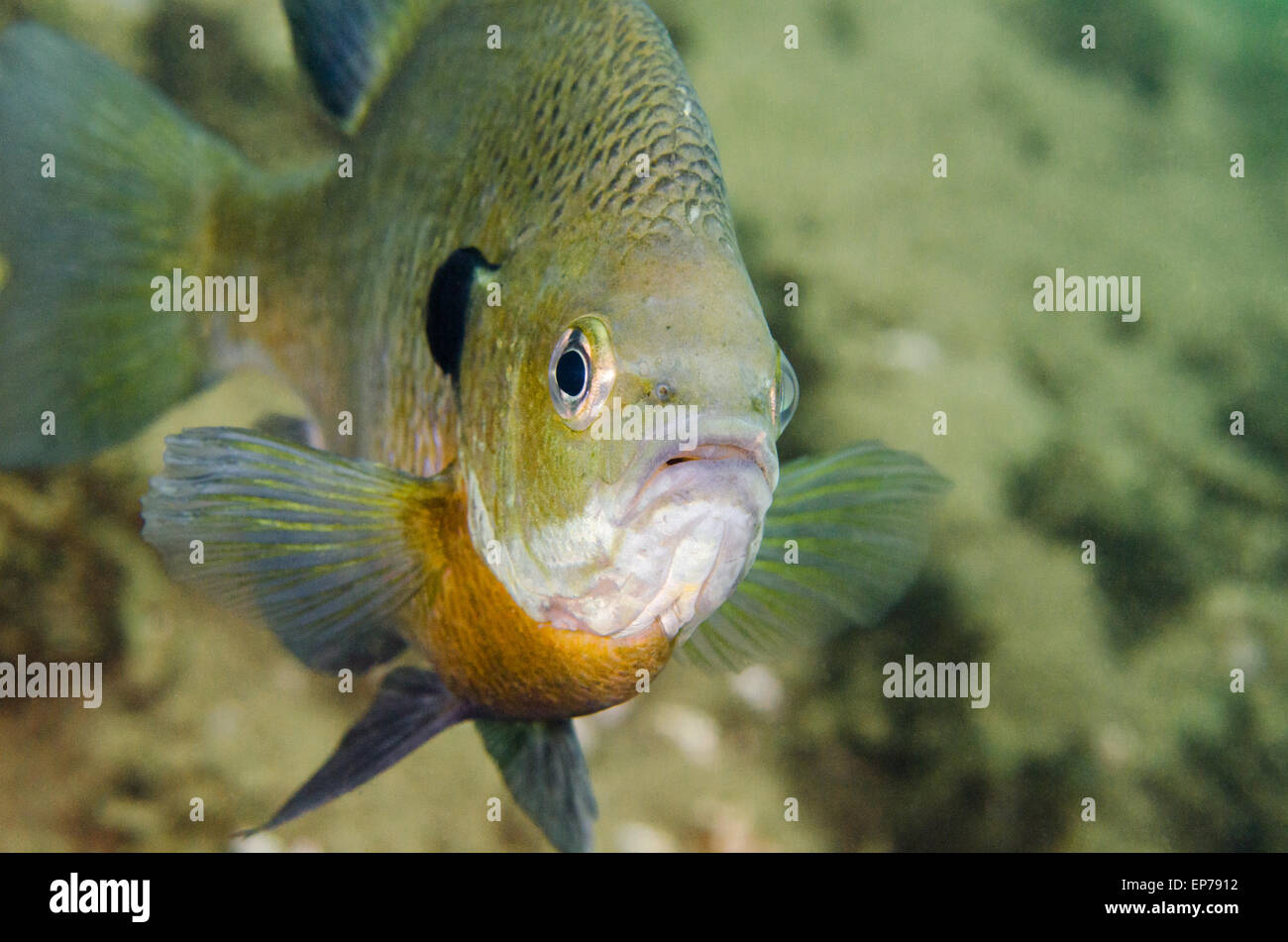 Bluegill fish hi-res stock photography and images - Alamy