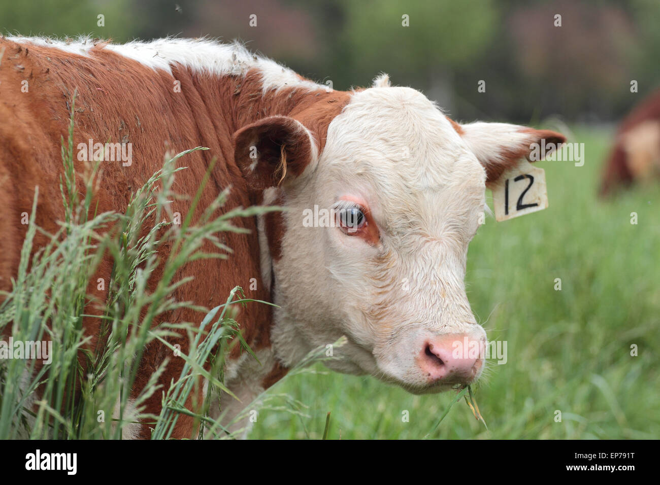 Cow in Field Stock Photo - Alamy