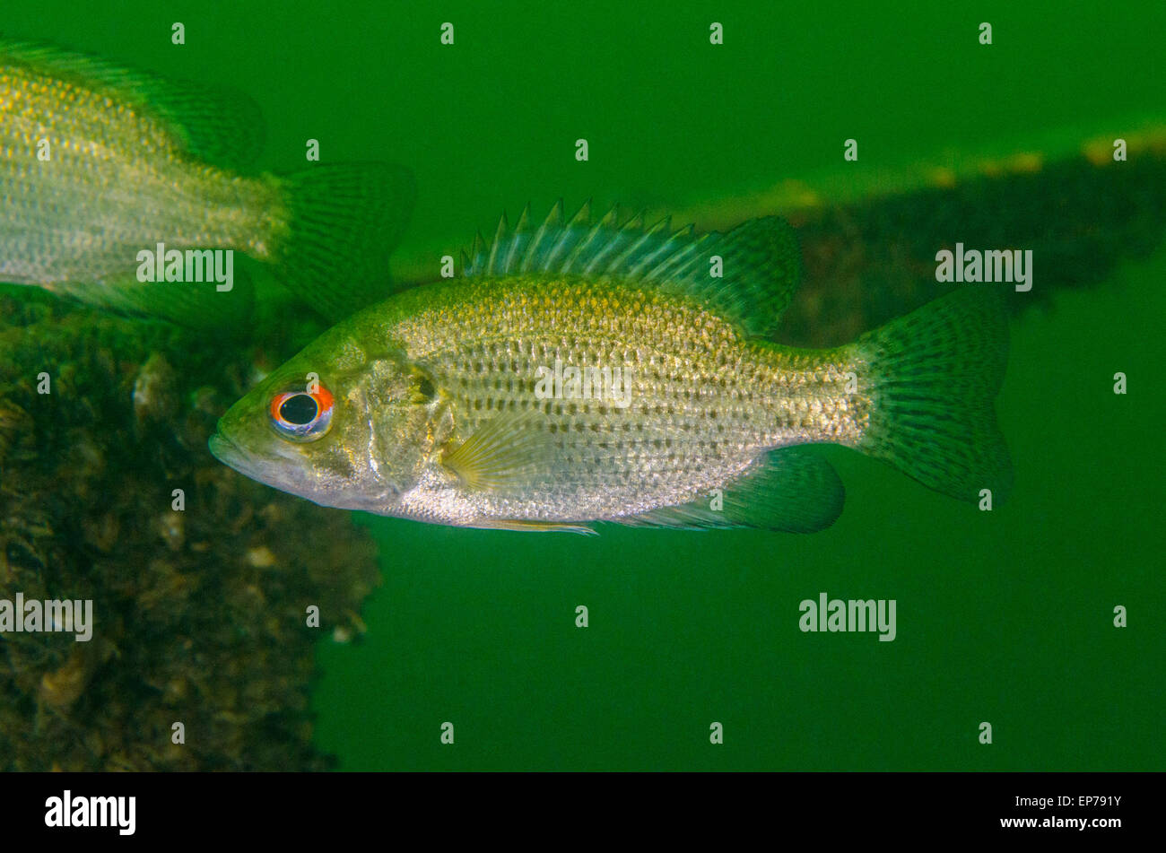 Rock Bass, Ambloplites rupestris swimming underwater Stock Photo - Alamy