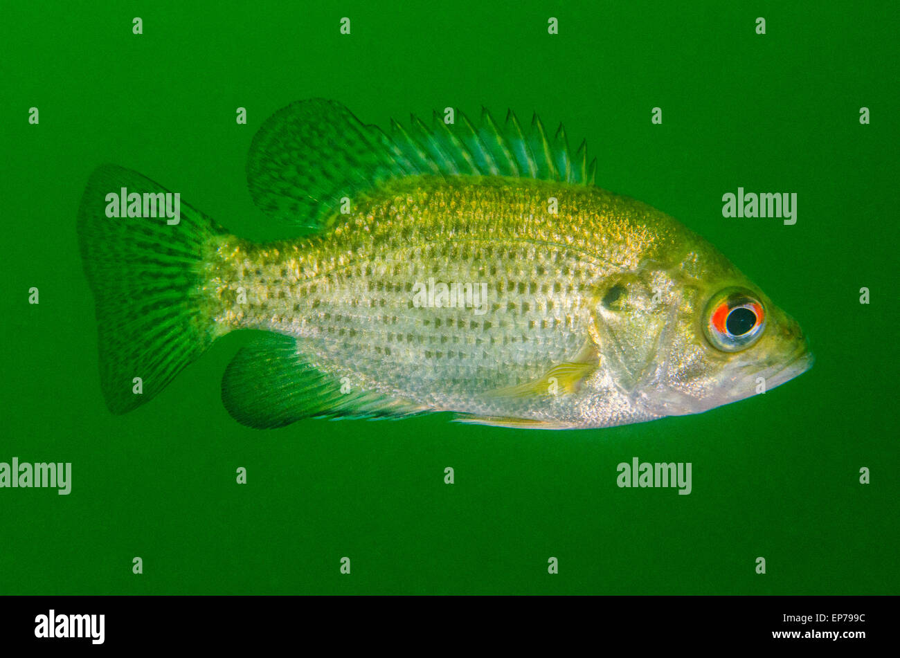 Rock Bass, Ambloplites rupestris swimming underwater Stock Photo - Alamy