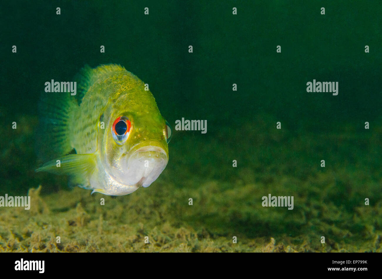 Rock Bass, Ambloplites rupestris swimming underwater Stock Photo - Alamy