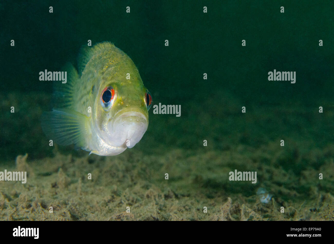 Fish rock bass freshwater hi-res stock photography and images - Alamy