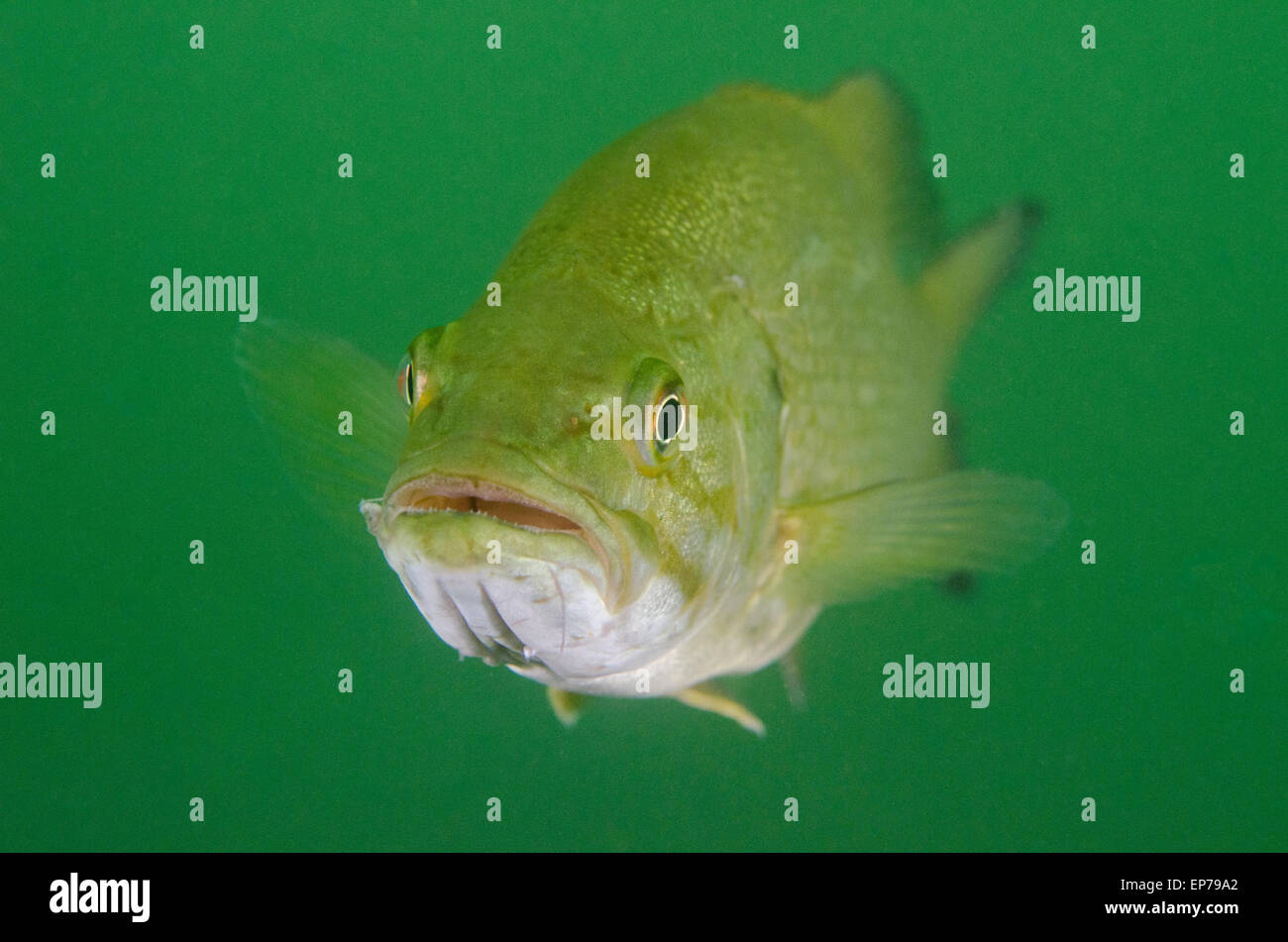 Bass underwater hi-res stock photography and images - Alamy
