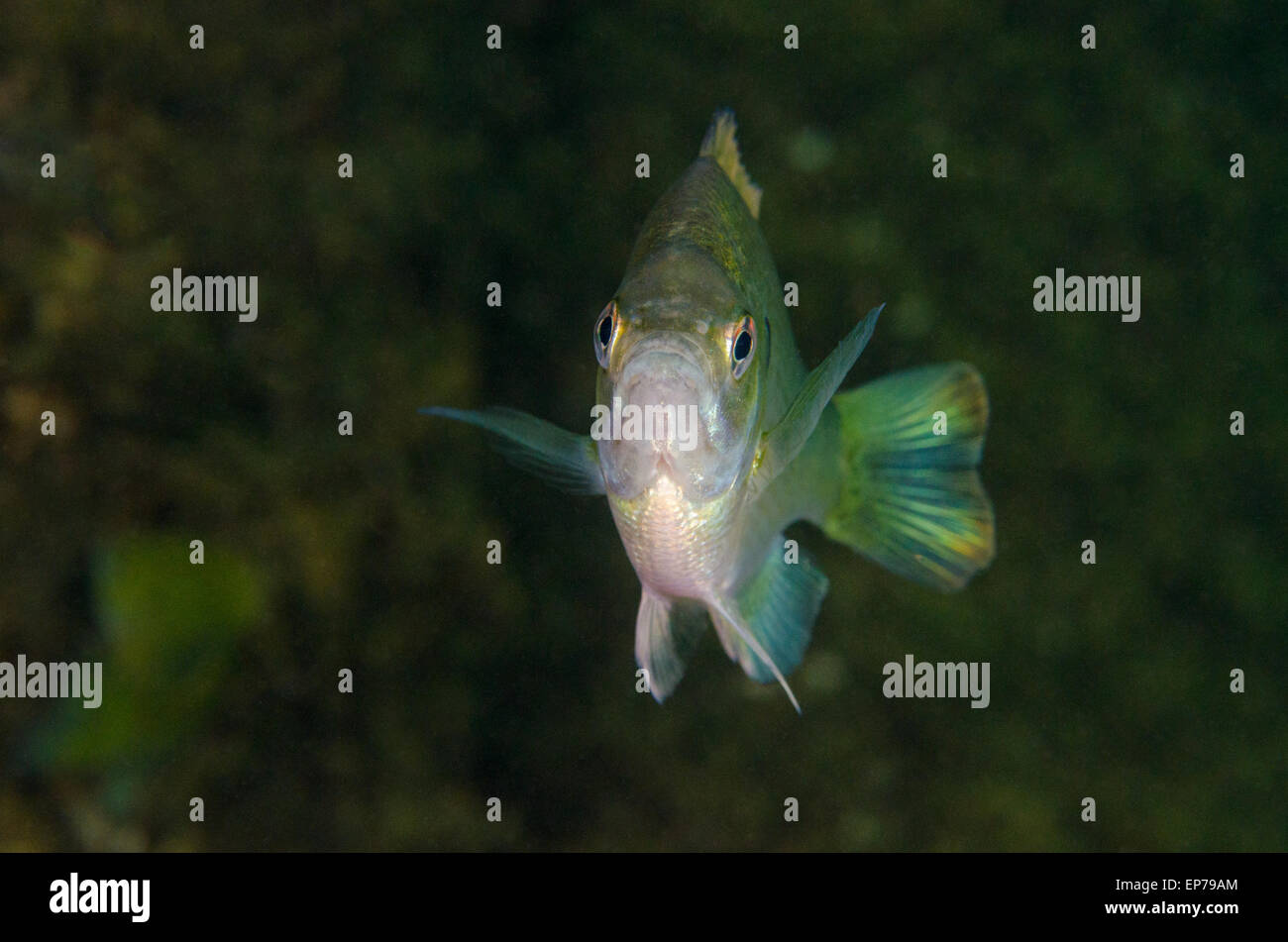 Bluegill fish hi-res stock photography and images - Alamy