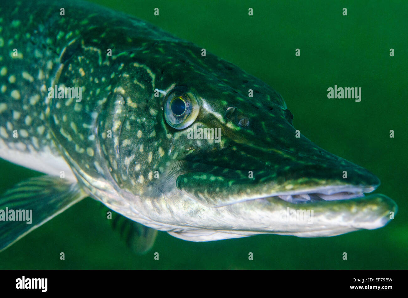 Northern Pike Underwater