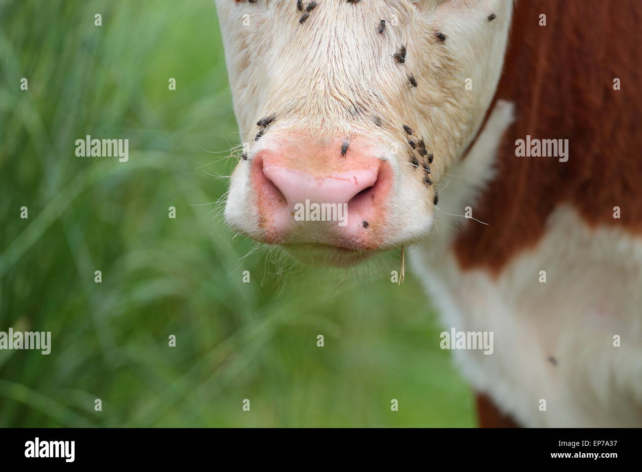 Cow flies hi-res stock photography and images - Alamy