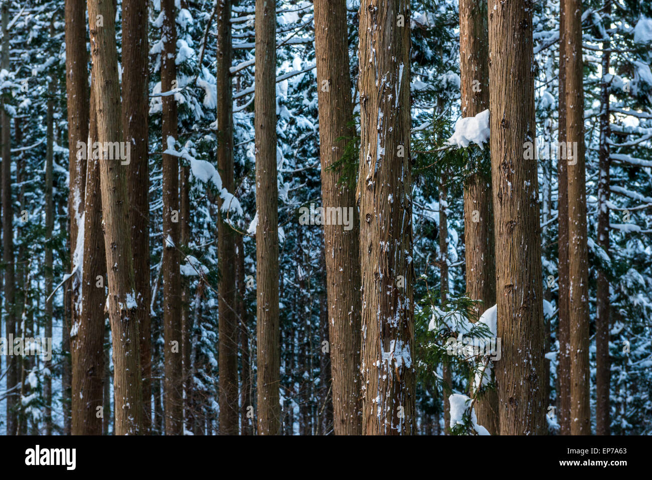 Japan cedar woods hi-res stock photography and images - Alamy