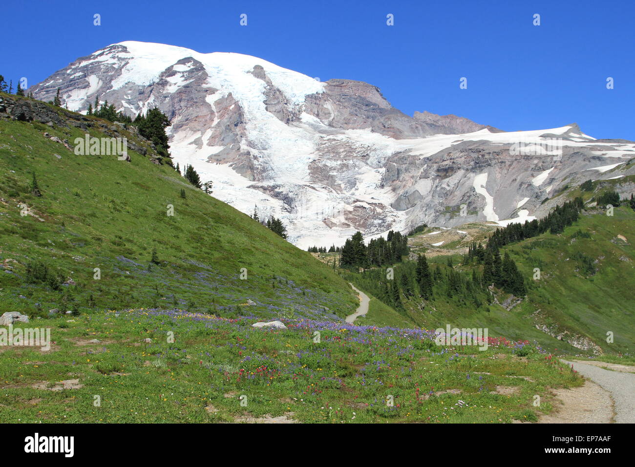 Mount Rainier and Spring flowers, Washington State Stock Photo - Alamy