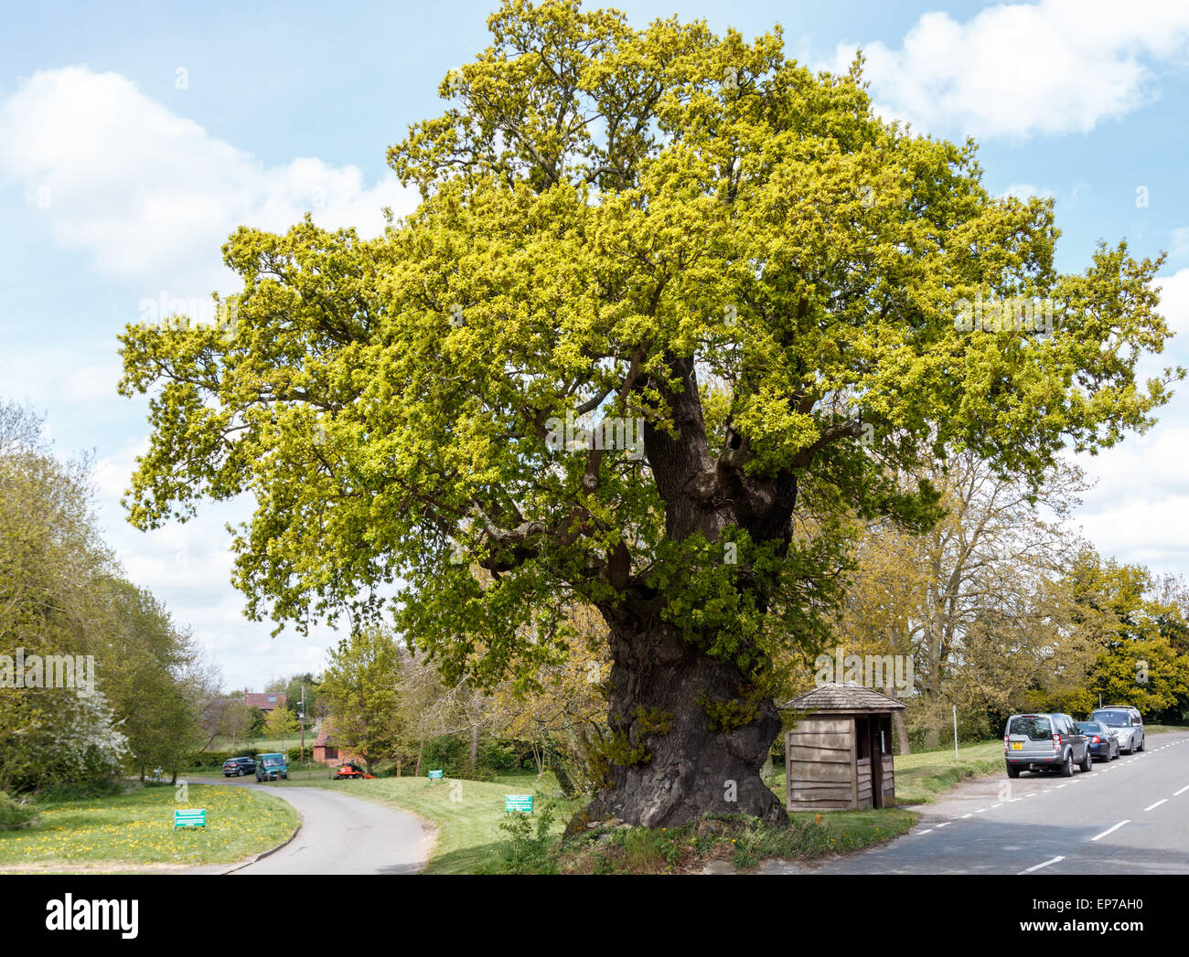 Ancient oak known as "The Baginton Oak" in the village of Baginton ...