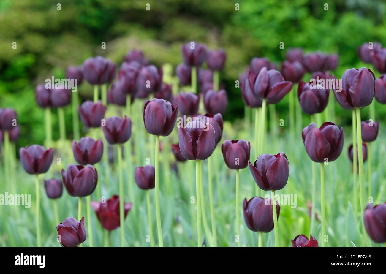 queen of the night tulips in garden Stock Photo - Alamy