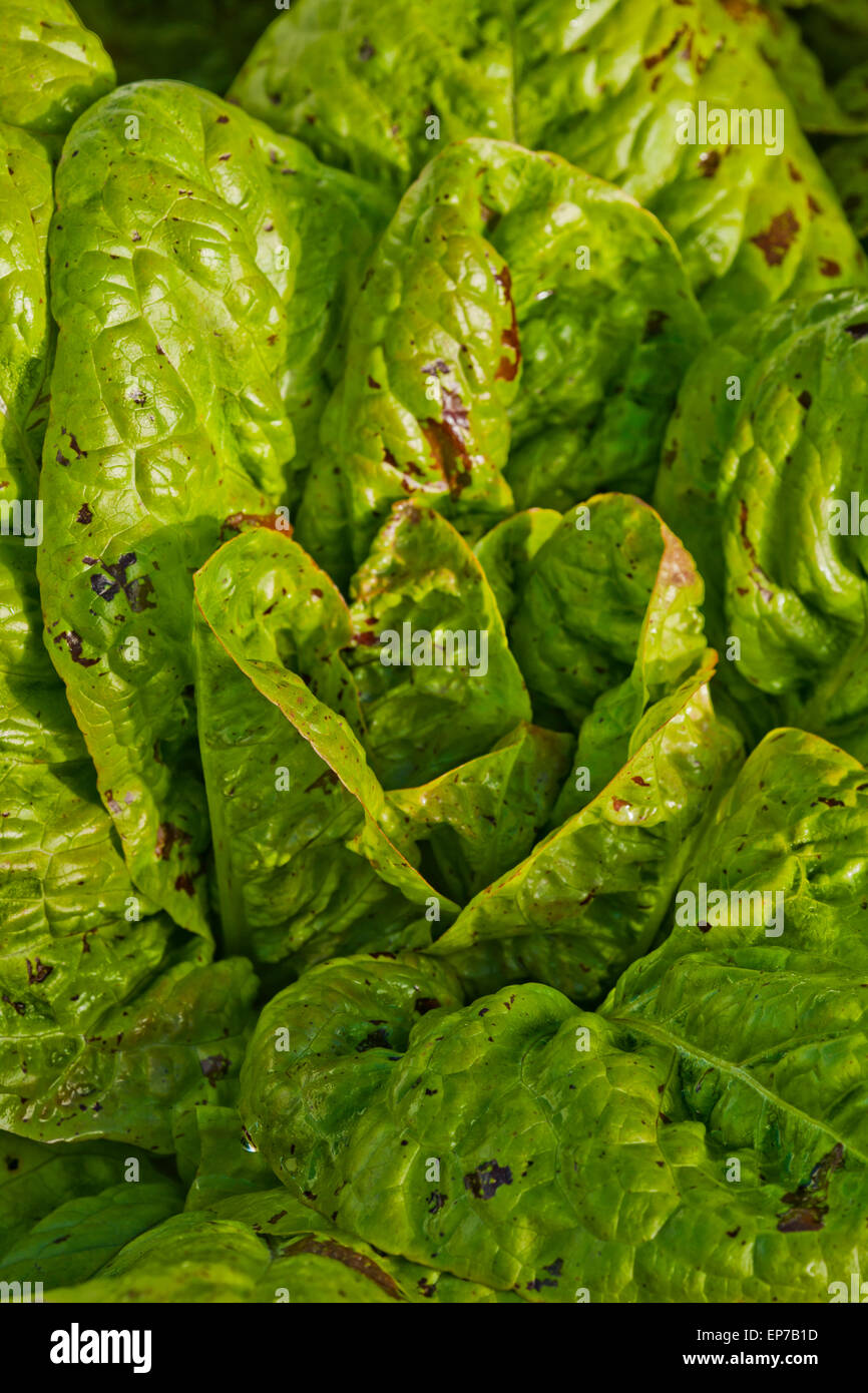 Freckles lettuce hi-res stock photography and images - Alamy