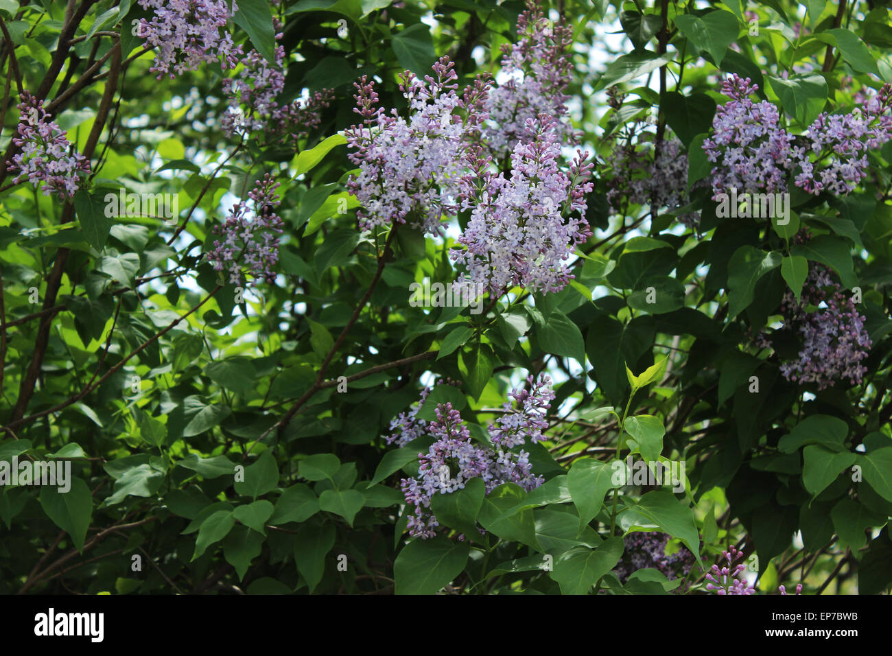 Lilac tree hi-res stock photography and images - Alamy