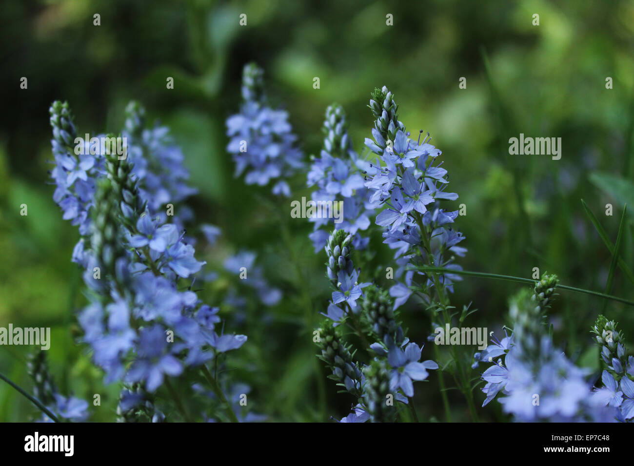 Wild blue flowers Stock Photo - Alamy