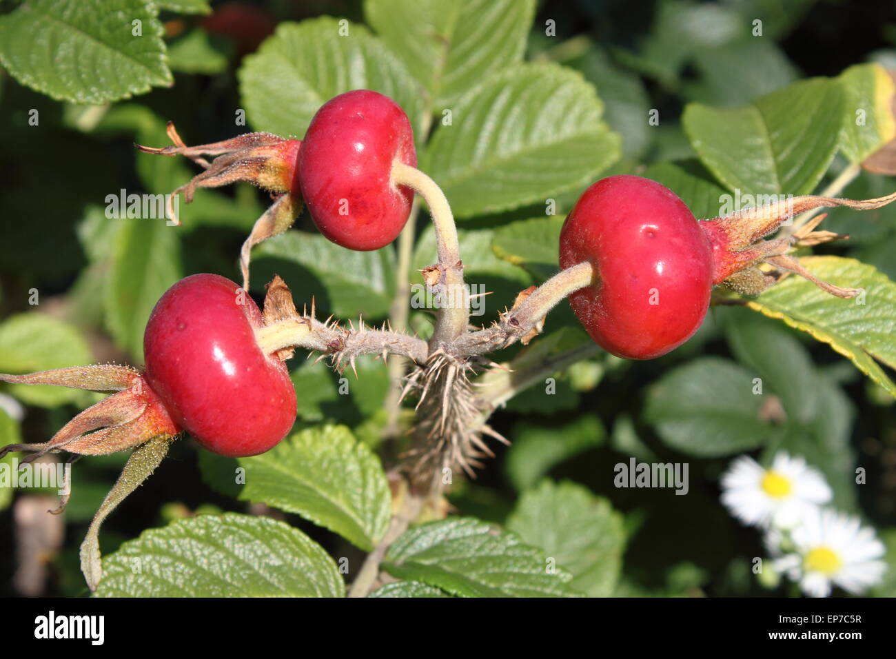 Bush of plump ripening red rosehips Stock Photo - Alamy