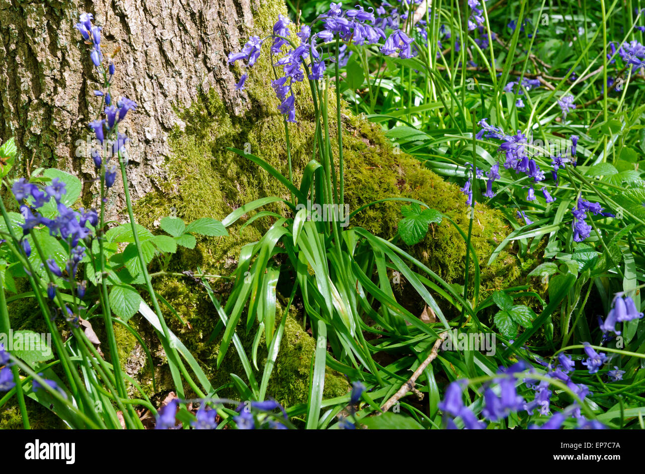 Green algae on the base of a tree in the woods, England, United Kingdom ...