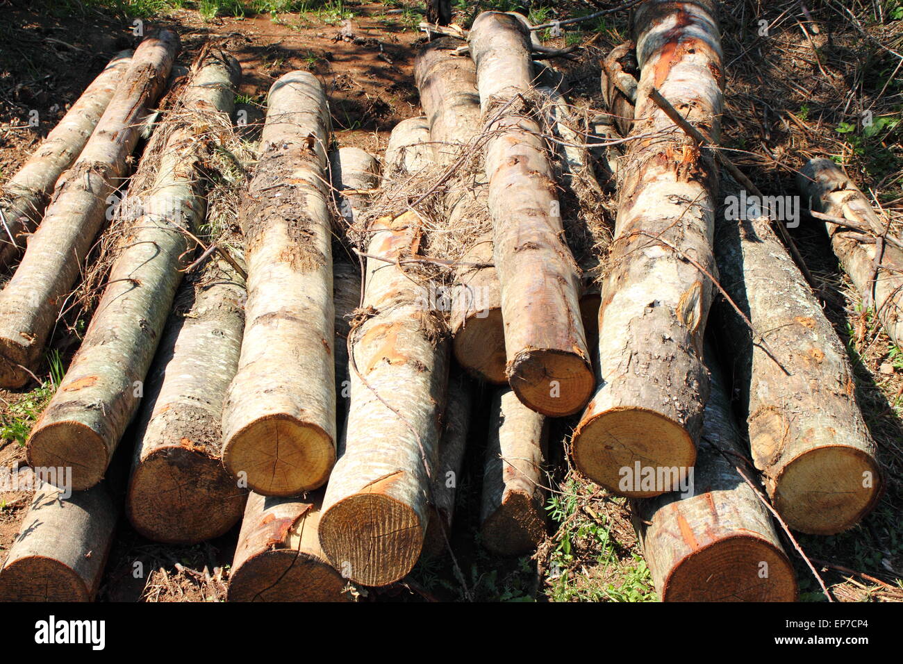 Trunks in a circle hi-res stock photography and images - Alamy