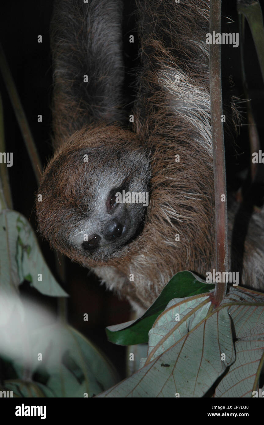 Ilheus, Brazil: sloth at CEPLAC plantation Stock Photo - Alamy