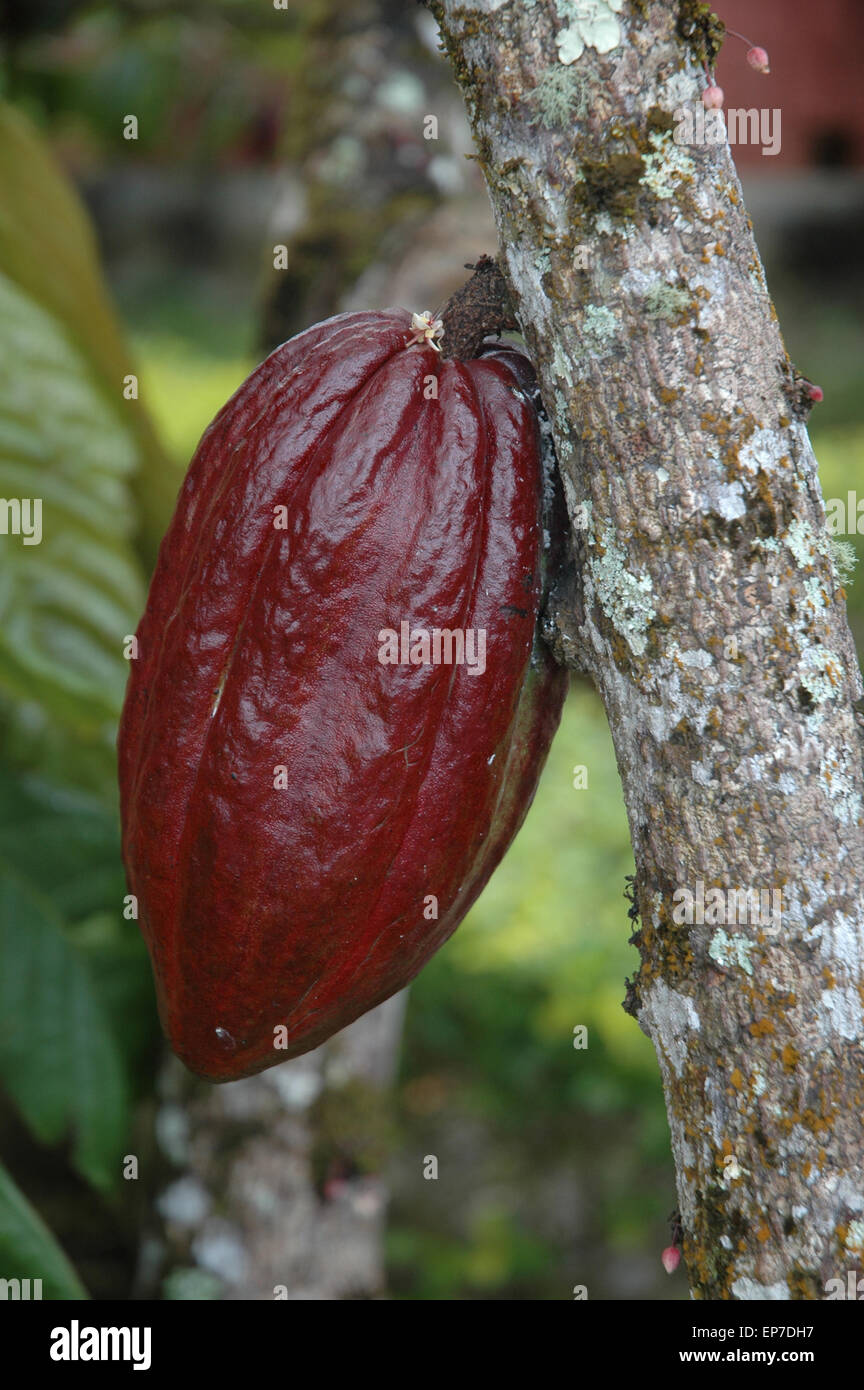 Ilheus, Brazil: cocoa fruit at CEPLAC plantation Stock Photo - Alamy