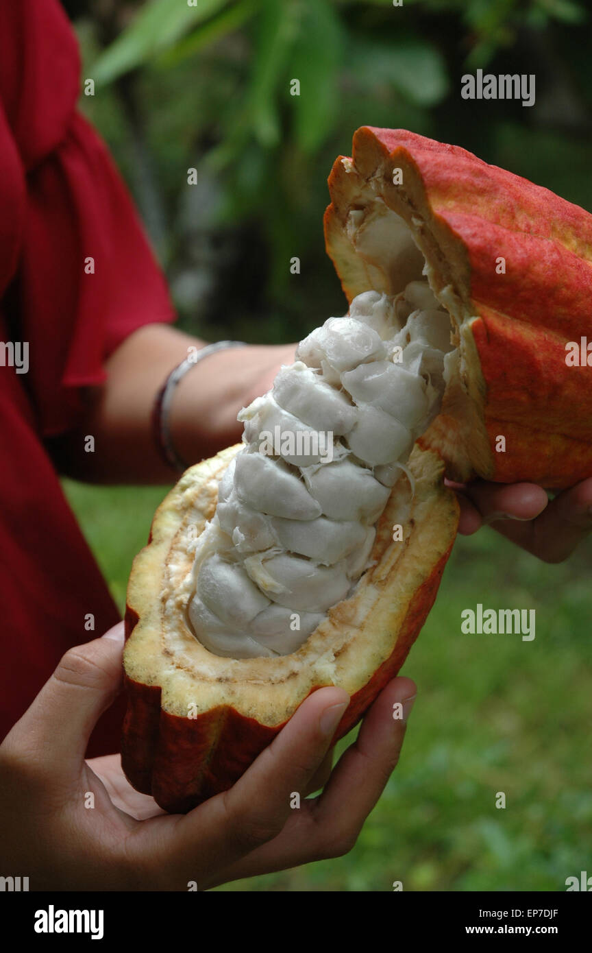 Ilheus, Brazil: cocoa fruit at CEPLAC plantation Stock Photo - Alamy