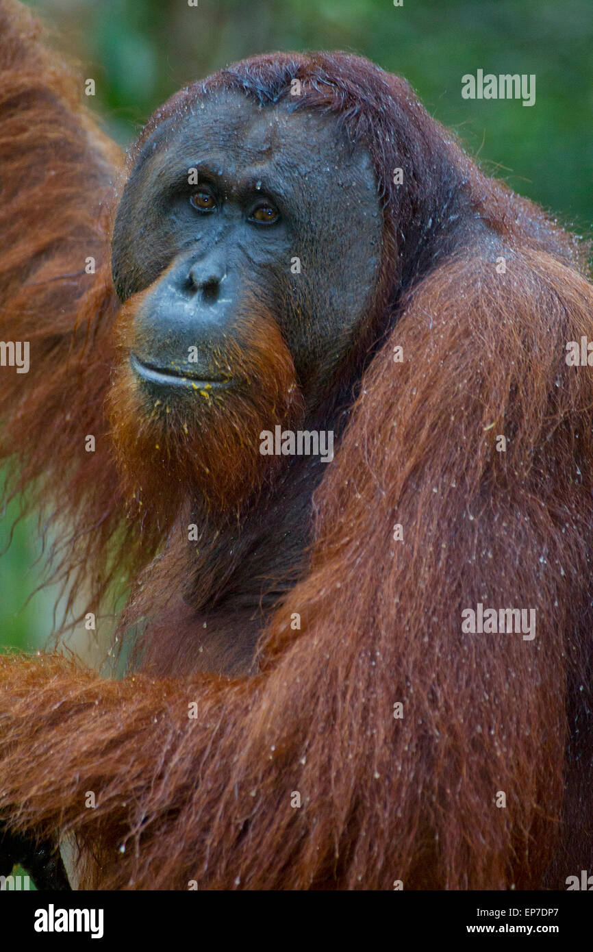 Large Orangutan with cheek pads Stock Photo - Alamy