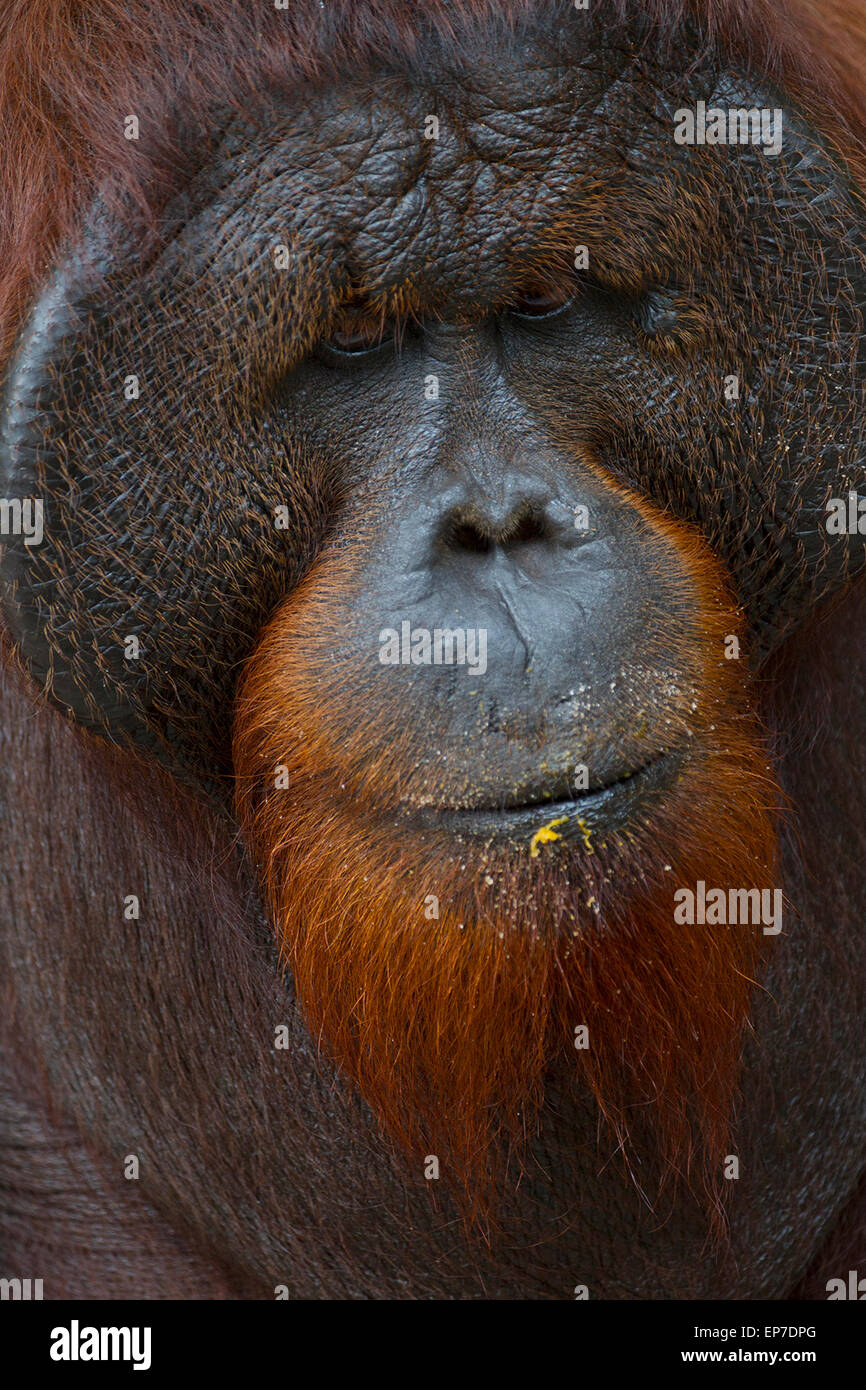 Large Orangutan with cheek pads Stock Photo - Alamy